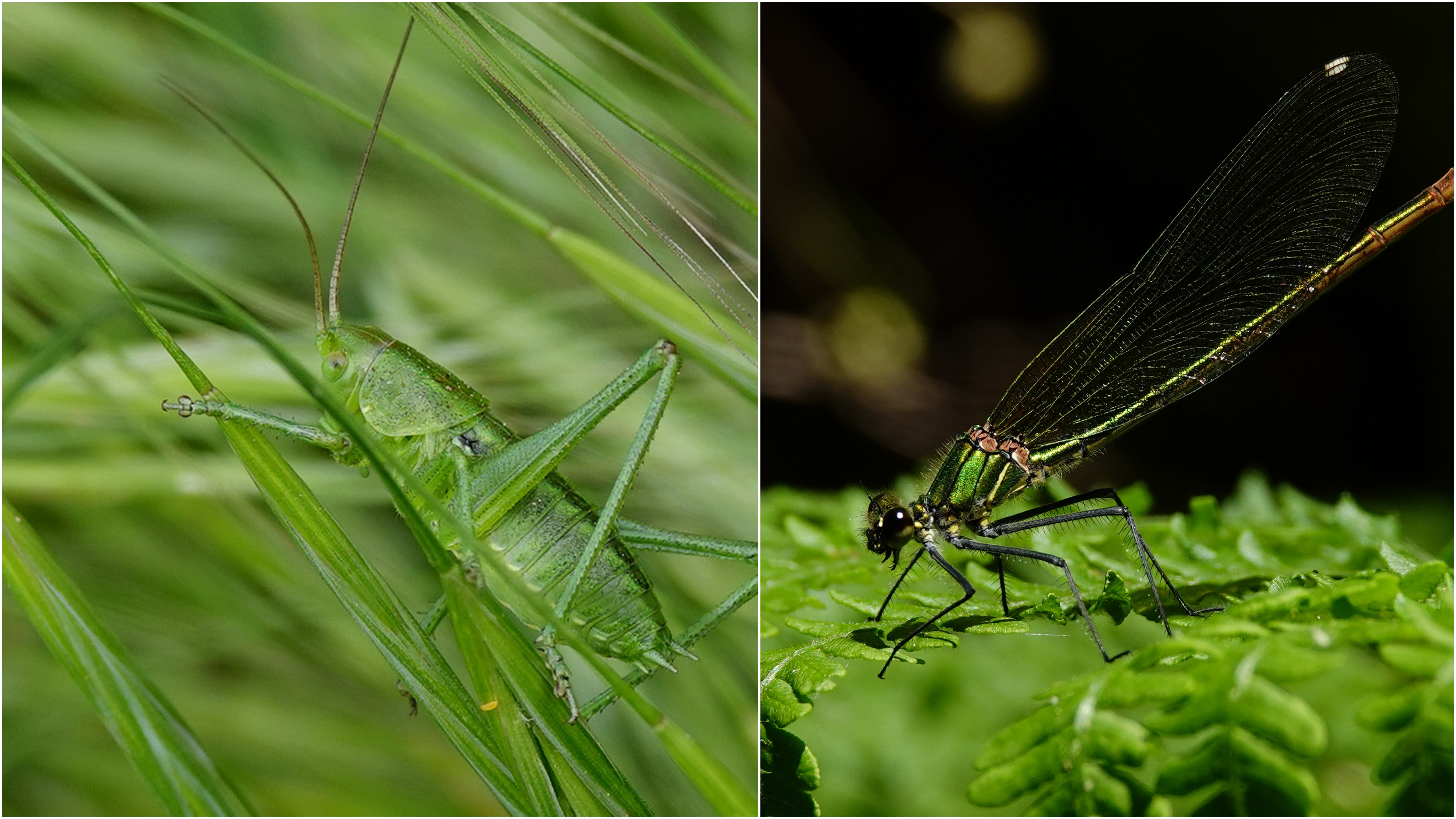 Wildlife in de Ardeche – Sjannesblog